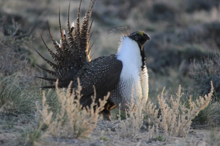 BLM presents potential plans to support greater sage-grouse | Local ...