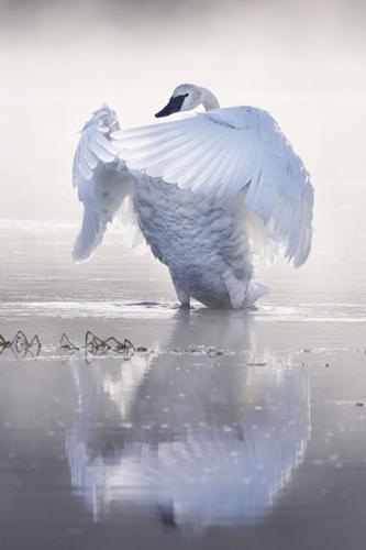 Organization works to release iconic species in Yellowstone ecosystem ...