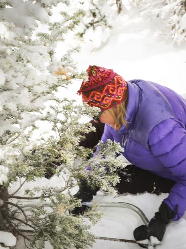 Hunting the elusively wild - perfect Christmas tree | News ...