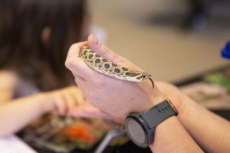 Creepy Crawly Critters at the Wyoming State Museum | Gallery ...