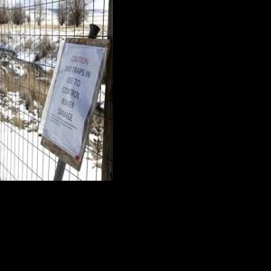 Busy beaver poses problem | News | wyomingnews.com