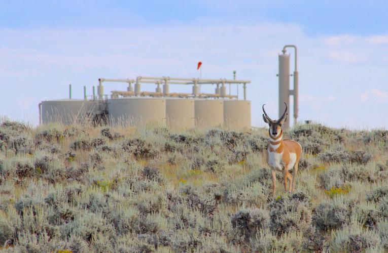 Wyoming’s ‘Path of the Pronghorn’ is a signature away from protections ...