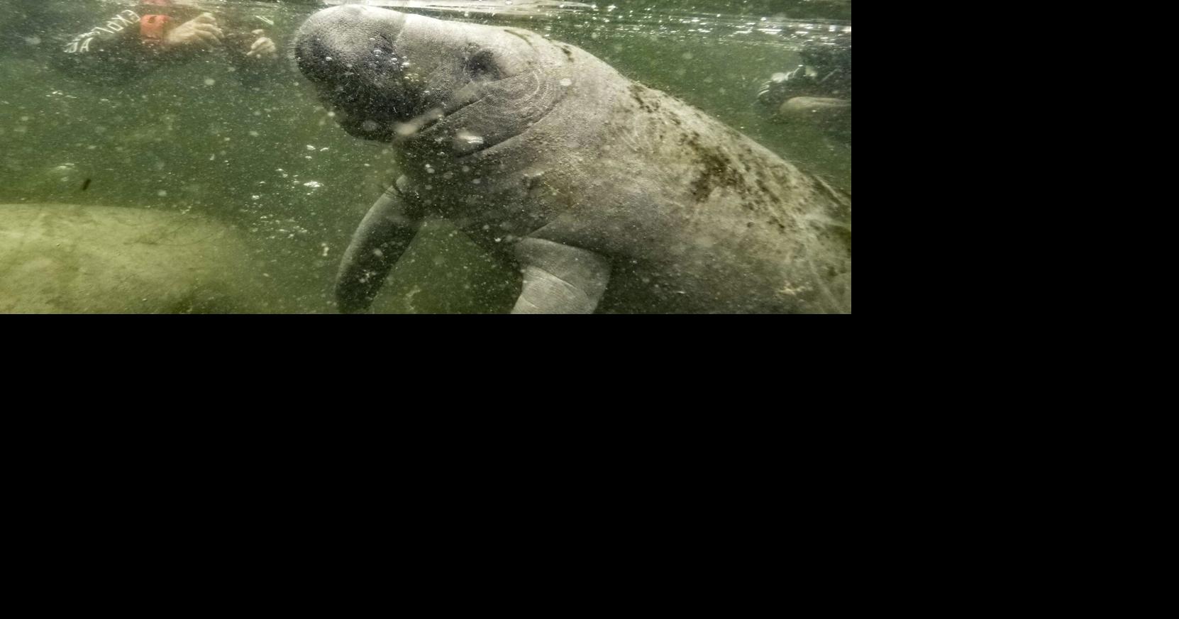 Killer manatee movie will be made in Tampa | Features | wyomingnews.com