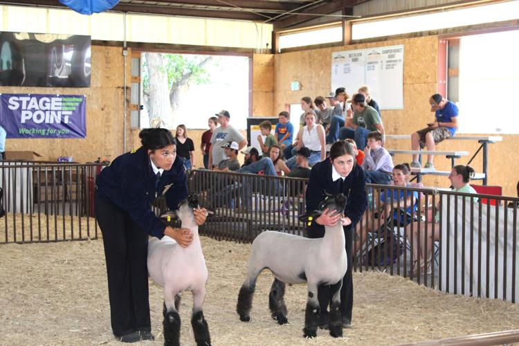 Round Robin for ribbons: Albany County Fair hosts unique event to test ...