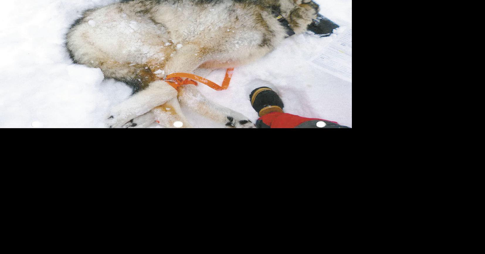 Problems persist with illegal killing of Greater Yellowstone wolves ...