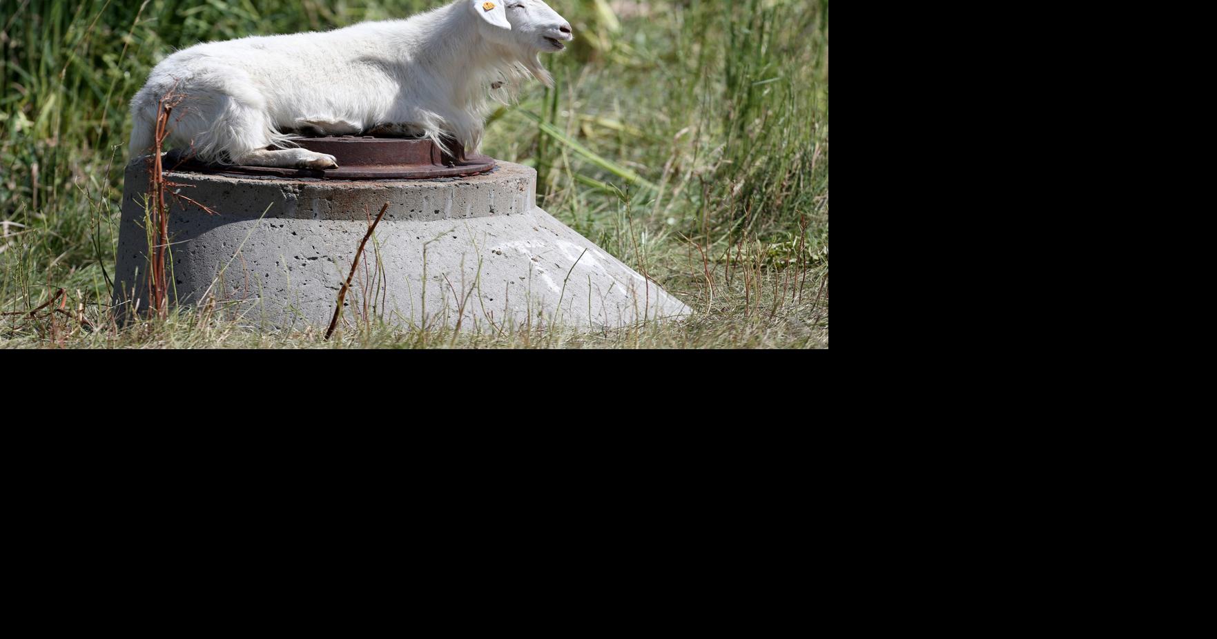 Here's why Cheyenne uses goats to manage vegetation | Local News ...