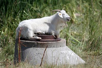 Here's why Cheyenne uses goats to manage vegetation | Local News ...