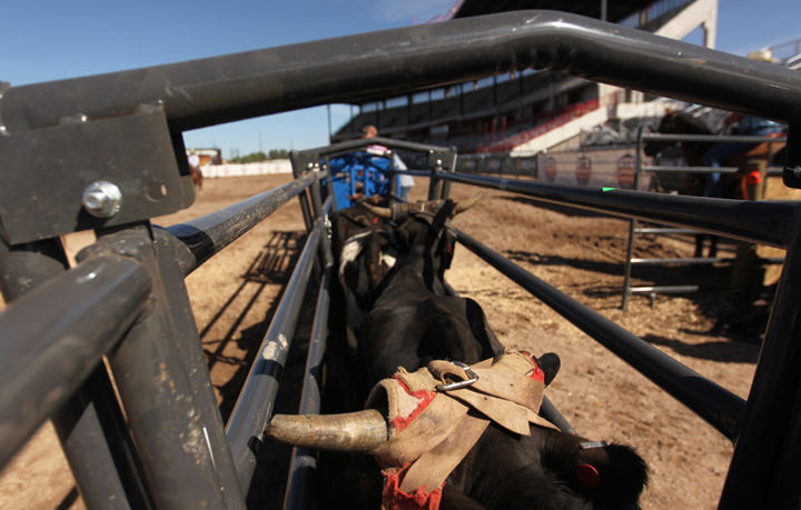 National Team Roping in Cheyenne | News | wyomingnews.com
