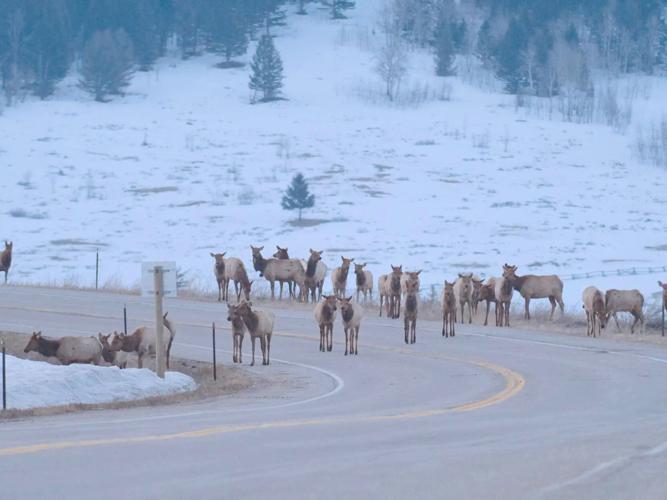 An emerging, chronic challenge for Jackson Hole elk | Local News ...