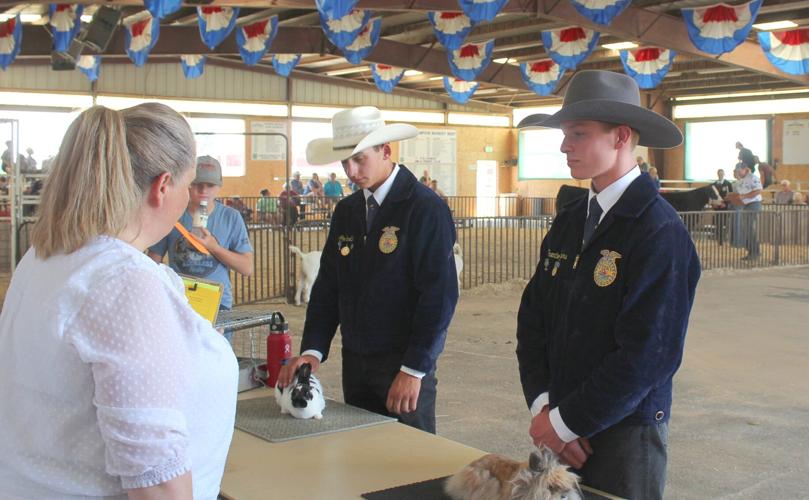 Round Robin for ribbons: Albany County Fair hosts unique event to test ...