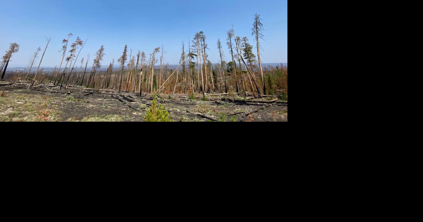 Scientists optimistic about Mullen Fire recovery | News | wyomingnews.com