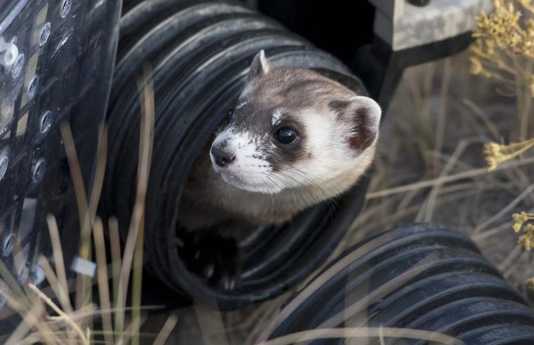 A source of Wyoming pride — black-footed ferret recovery — hamstrung by ...