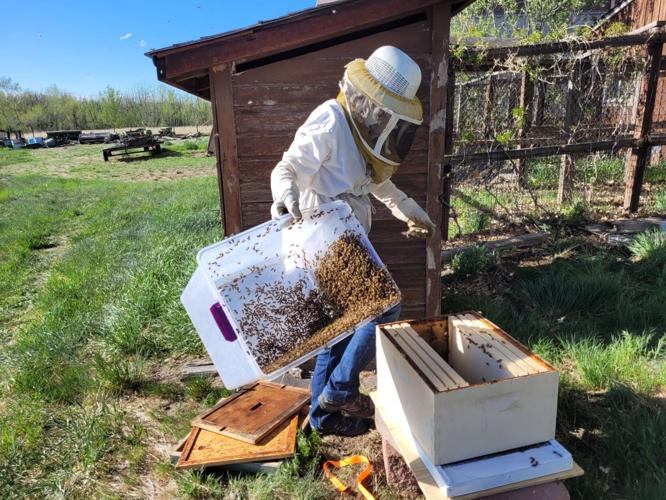 Artist and beekeeper Susan Slomski debuts oil paintings and honey at ...