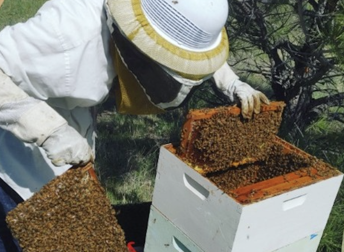 Artist and beekeeper Susan Slomski debuts oil paintings and honey at ...