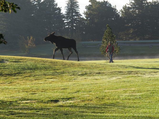 Moose removed from Little America golf course | News | wyomingnews.com
