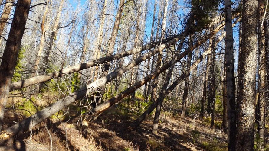 Camping safety — be aware of trees, fire and other potential hazards ...