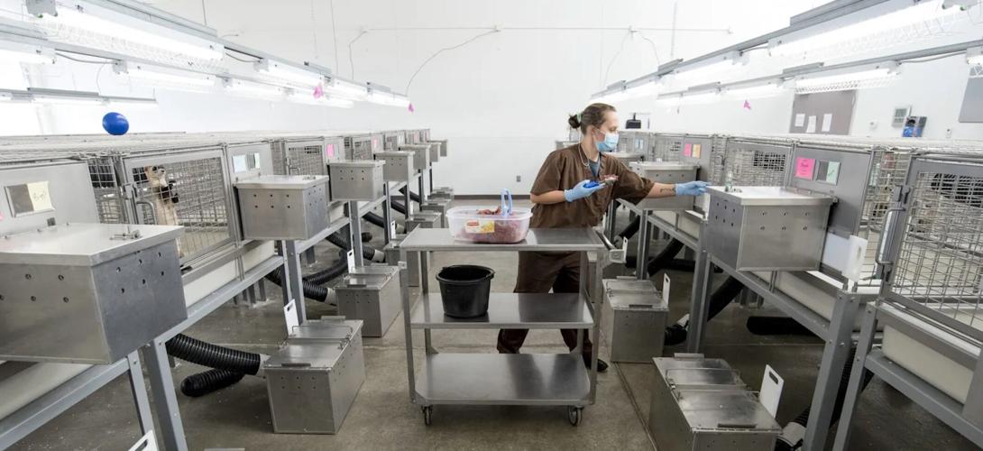 A source of Wyoming pride — black-footed ferret recovery — hamstrung by ...