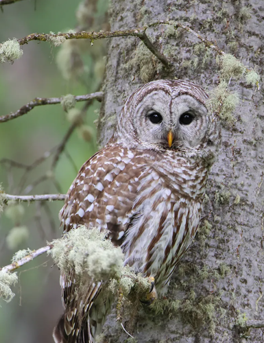 barred owl length