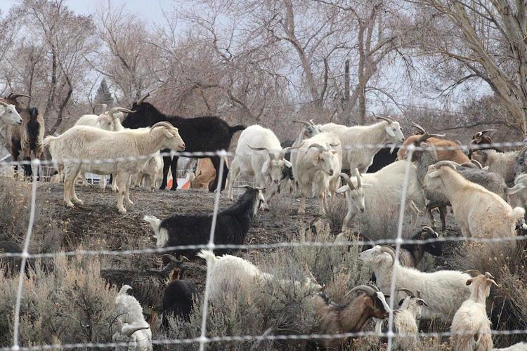 Mitigating flood, fire risk: City defends $92,000 goat contract ...
