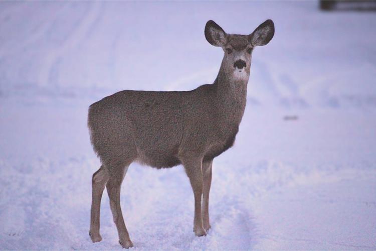 Fire prone and fat animals: What this whimpering winter might mean for ...