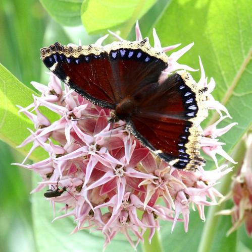 ‘Tis the season for butterflies | News | wyomingnews.com