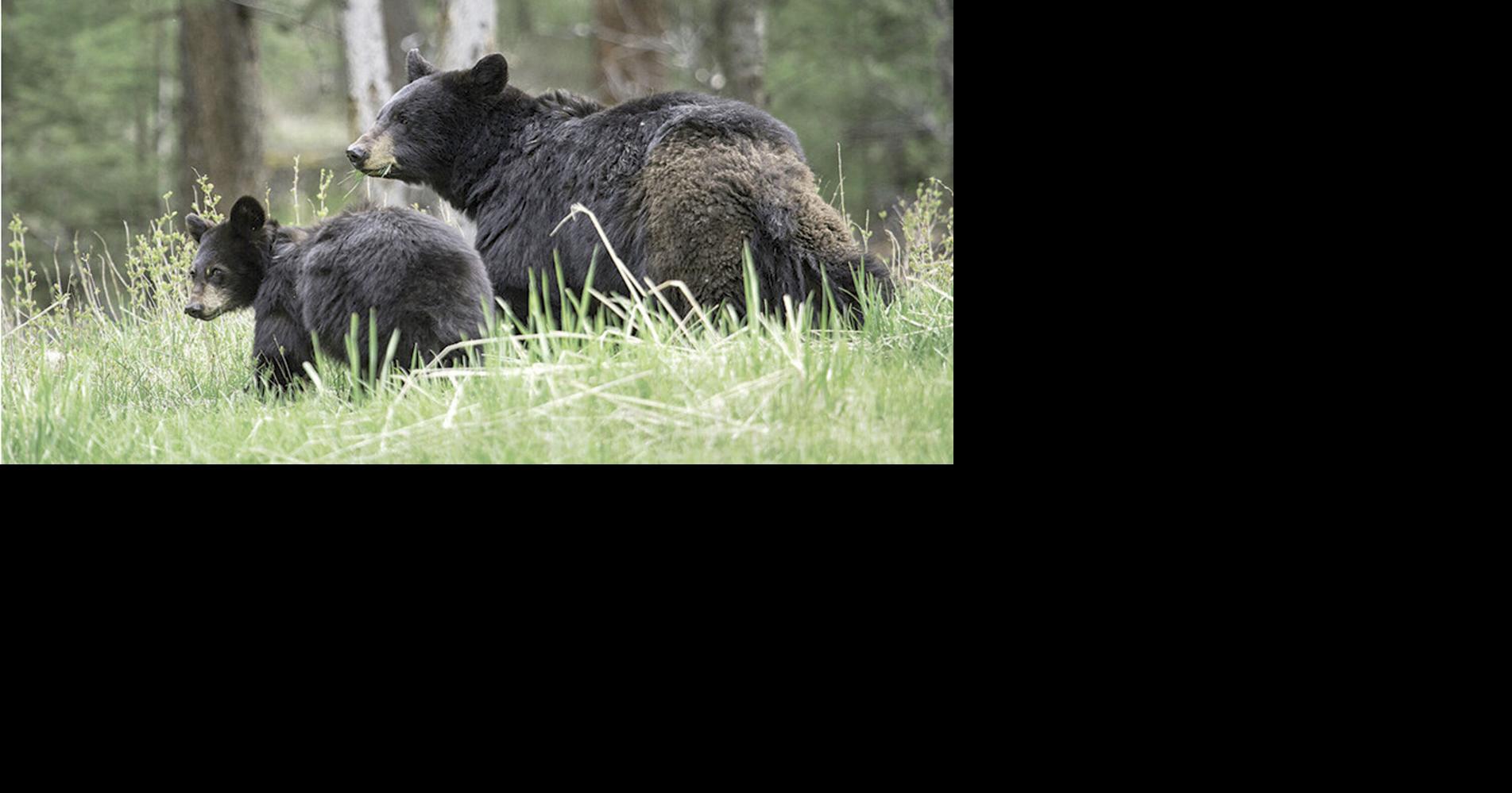 Years of record bear mortality coincide with bear population growth ...