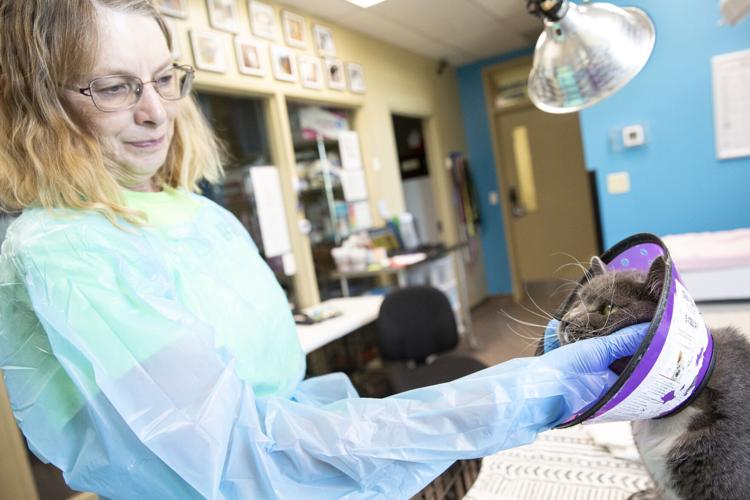 Contract with animal shelter approved by Cheyenne City Council | Local ...