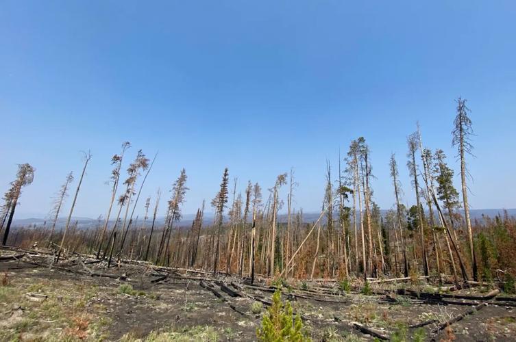 Scientists optimistic about Mullen Fire recovery | From The Wire ...