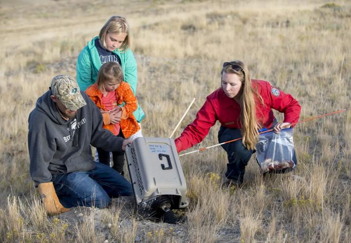 A source of Wyoming pride — black-footed ferret recovery — hamstrung by ...
