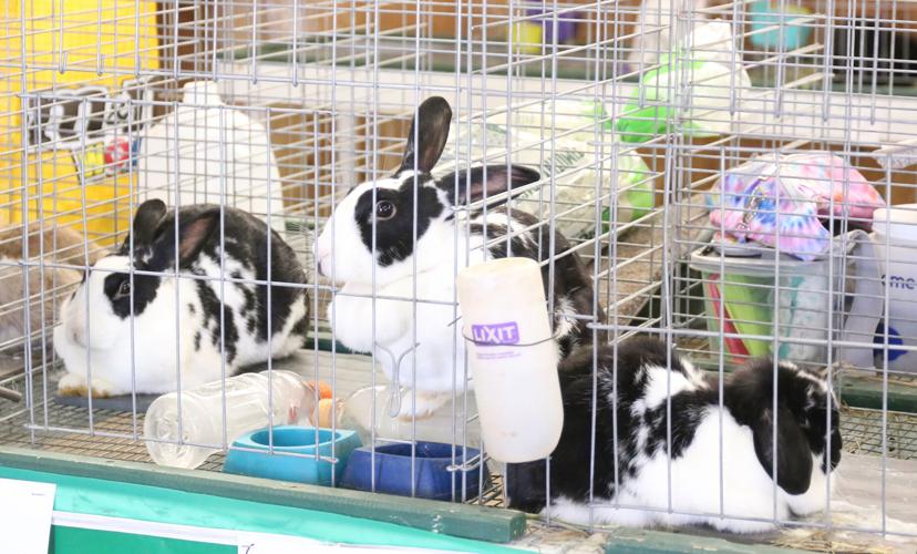 County fair furry cuteness | News | wyomingnews.com