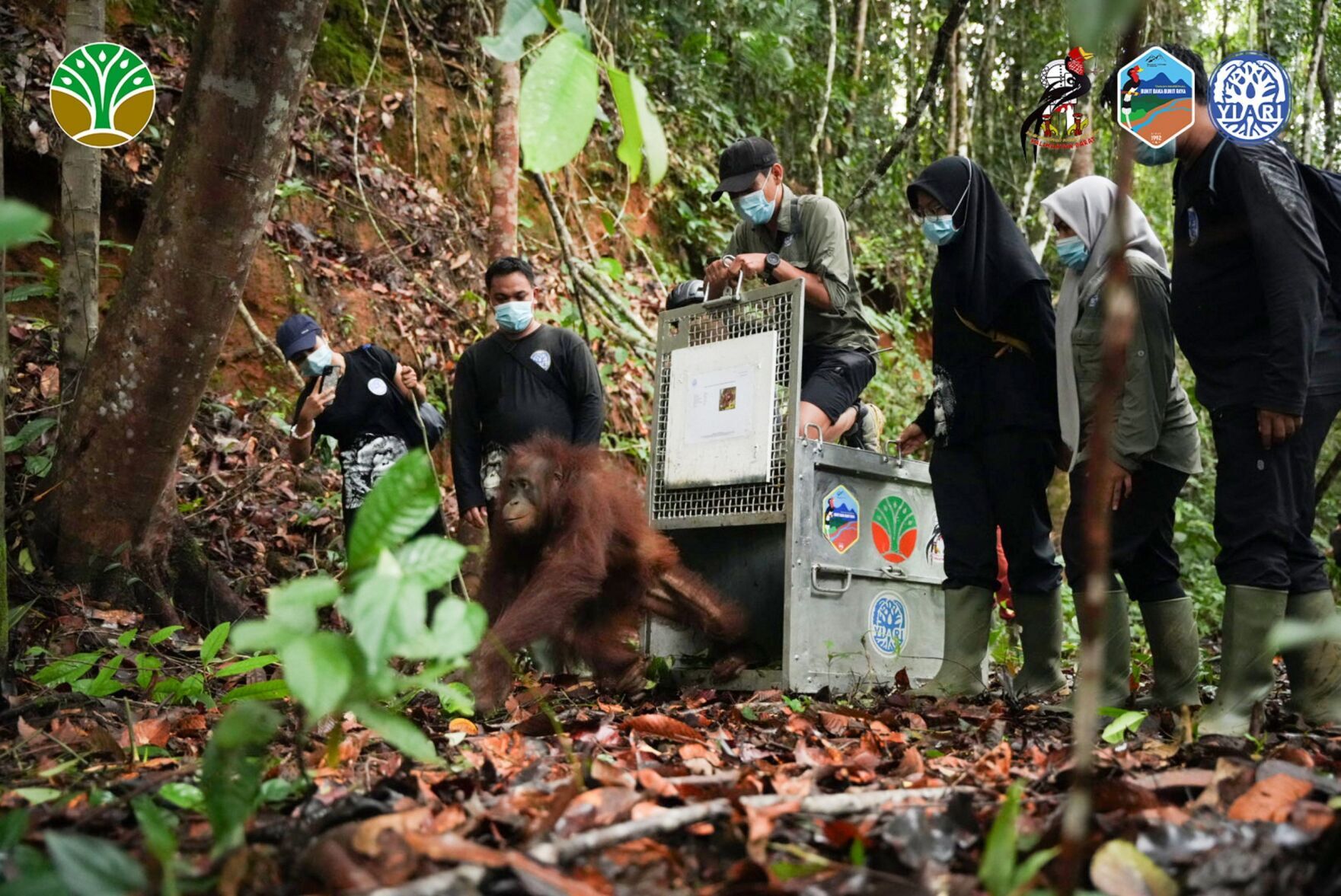 Endangered orangutans released after graduating from ‘forest school ...