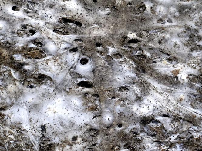 Scientists discover world’s largest spider web | National | wyomingnews.com