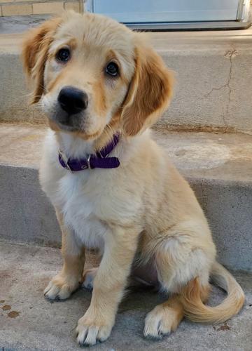 Garden Godzilla is rampaging through local backyard | Outdoors ...