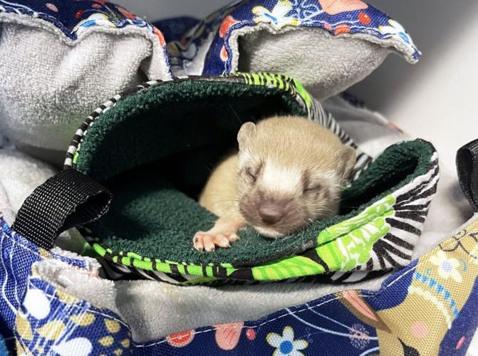 Orphaned weasel returns to wild after 70 days in care | National ...