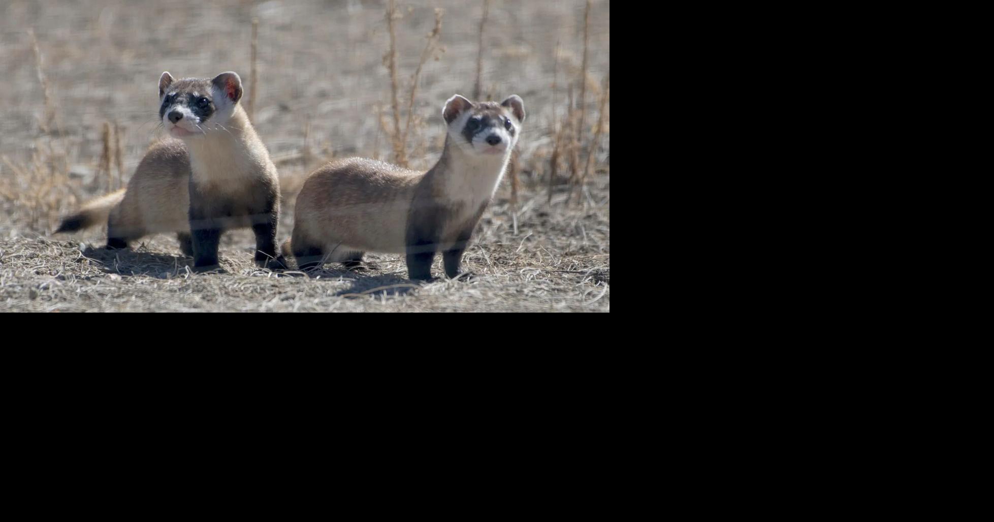 A source of Wyoming pride — black-footed ferret recovery — hamstrung by ...