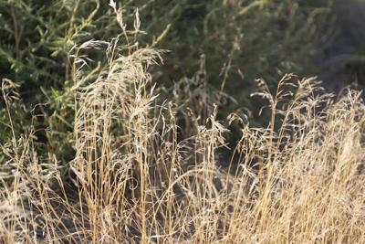Wyoming counties consider whether to label cheatgrass as a noxious weed ...