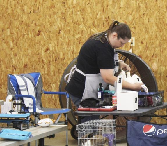 Albany County Fair hosts American Rabbit Breeders Association Open ...