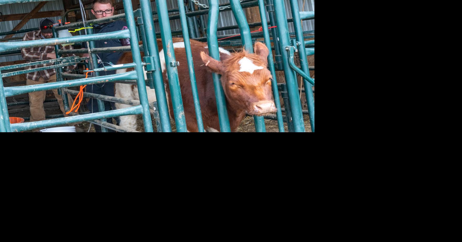 Improving genetics: Embryo transfers allow more selective cattle ...