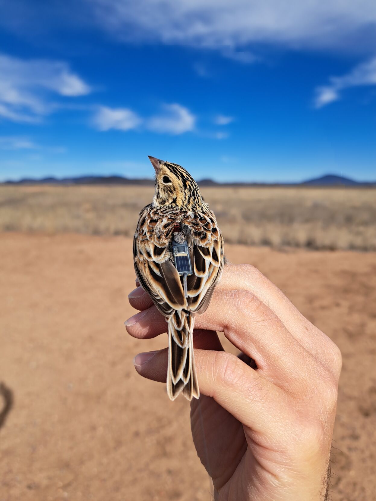 Bird Banter: Motus collects bird and other small flying animal ...