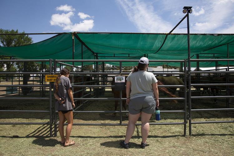 BLM program offers chance to adopt wild horses and burros | Cheyenne ...