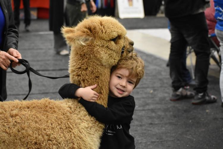 Alpacas from across the U.S. coming to Cheyenne this weekend | To Do ...