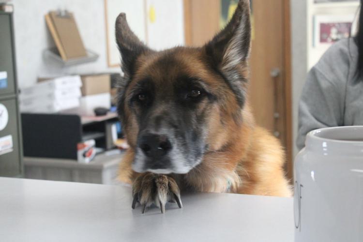 Beyond the Kennel: How volunteers can change a life at local animal ...