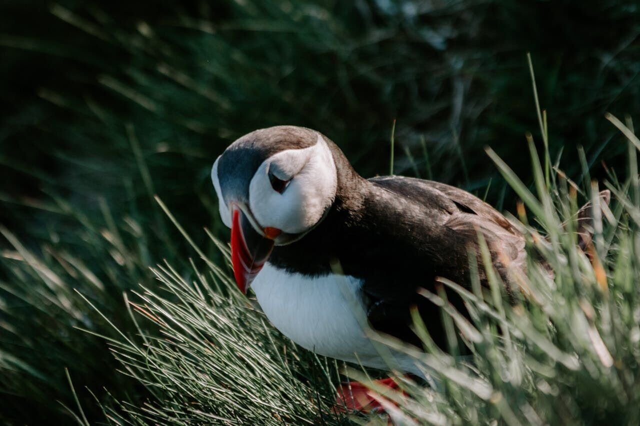 Woman rescues puffin displaced by storms | National | wyomingnews.com