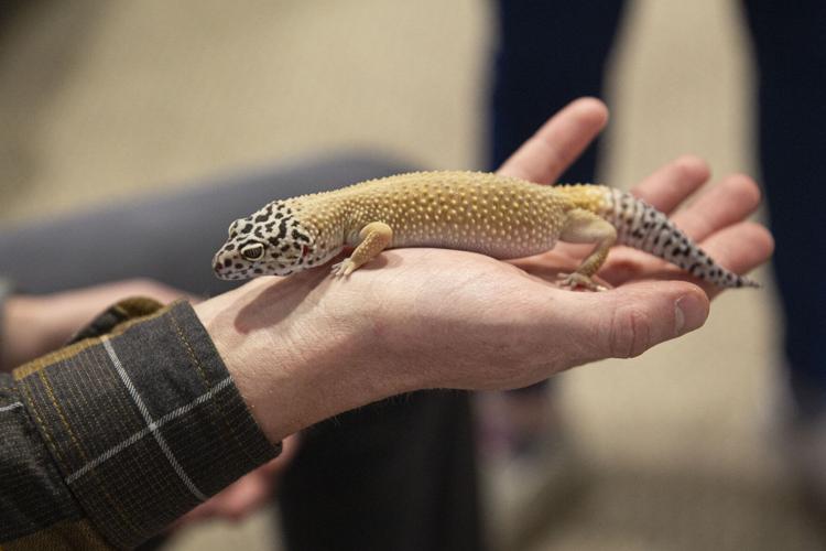 Creepy Crawly Critters at the Wyoming State Museum | Gallery ...