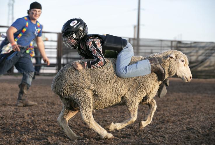 Mutton Bustin' | Gallery | wyomingnews.com
