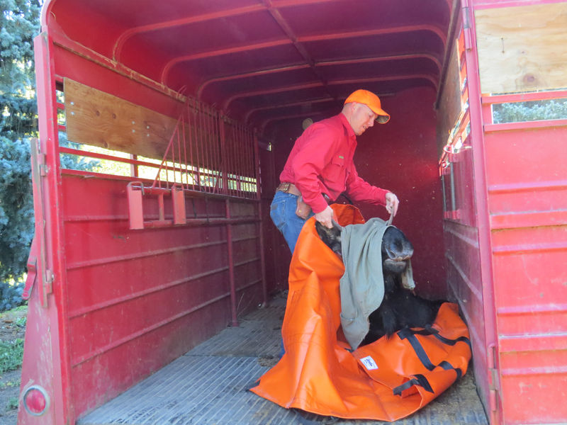 Moose removed from Little America golf course | News | wyomingnews.com