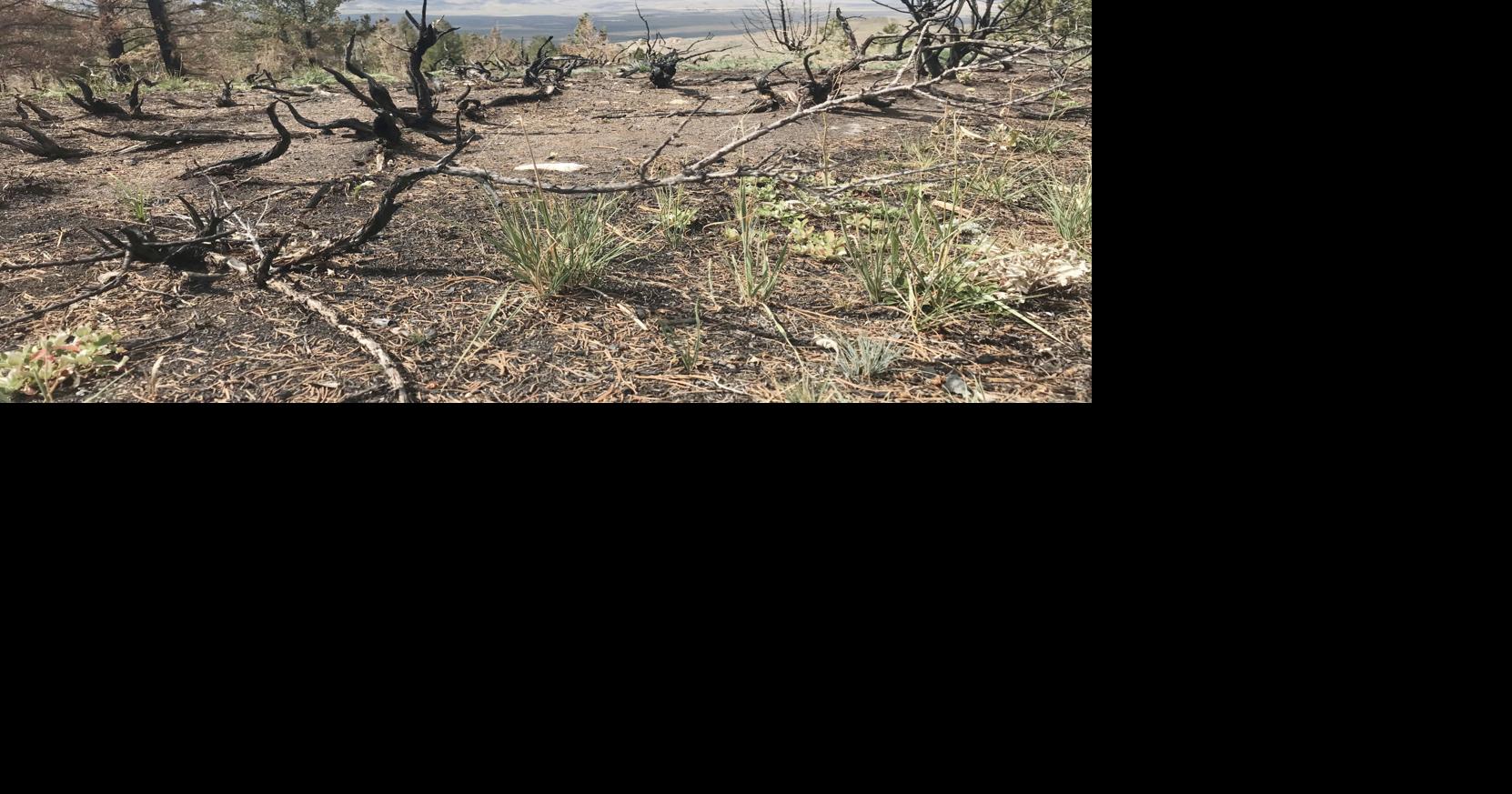 Learn about Mullen Fire impacts and help with data collection ...