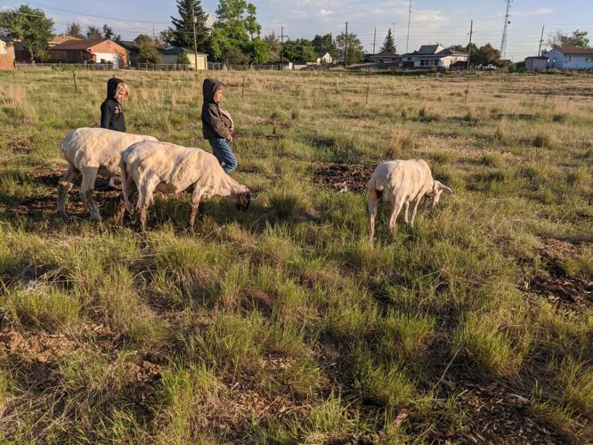 WY Fresh owner fights Cheyenne's forced annexation, says questions ...