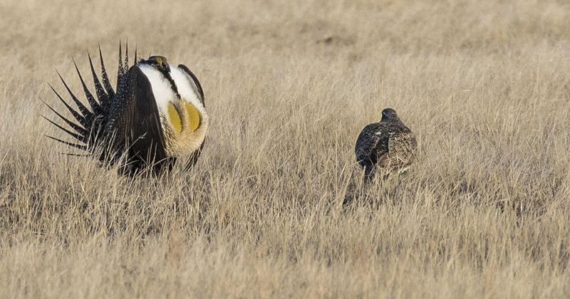 New grouse plan aims to expand, not just maintain, population | From ...