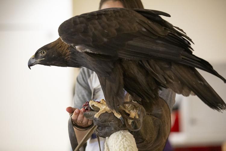 Raptor Tools with Rocky Mountain Raptor Program | Gallery | wyomingnews.com